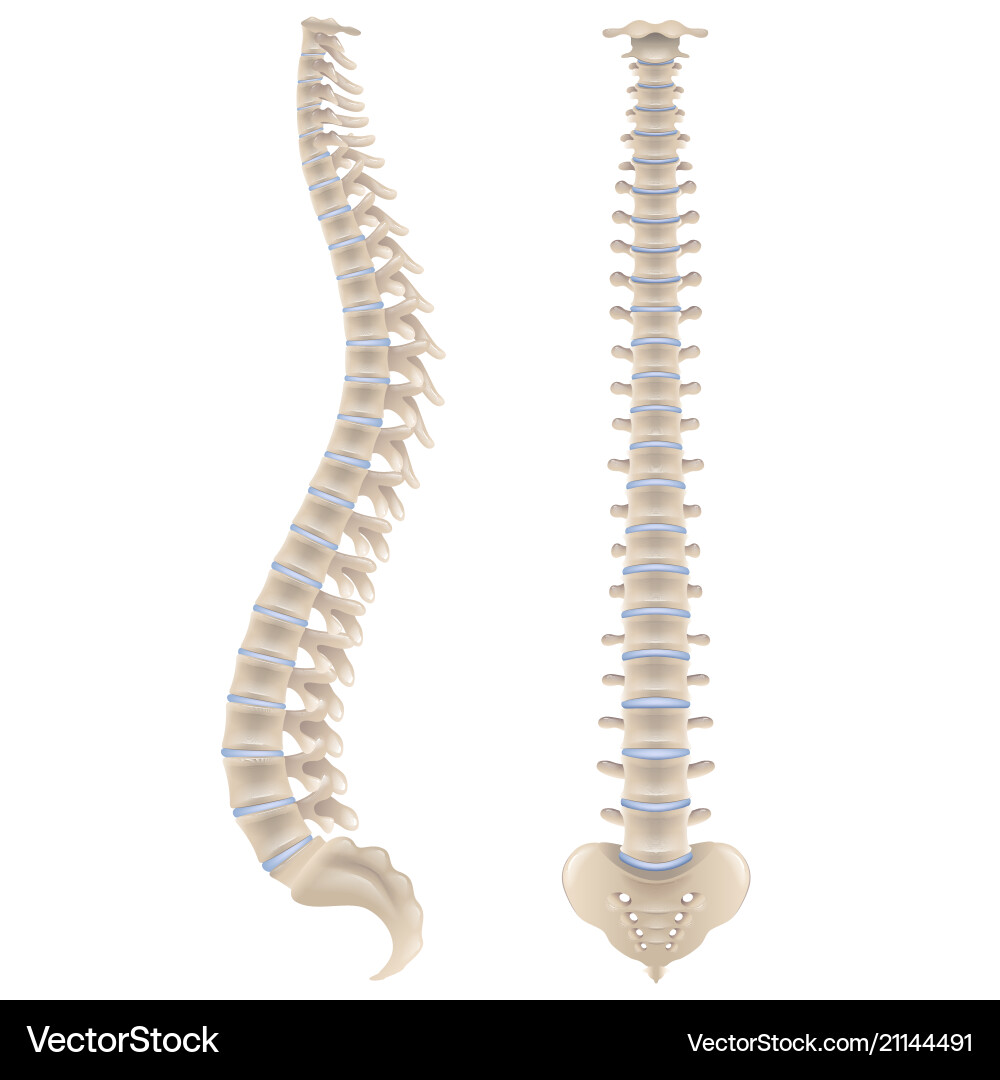 Spine Bones Anatomy Diagram Royalty Free Vector Image