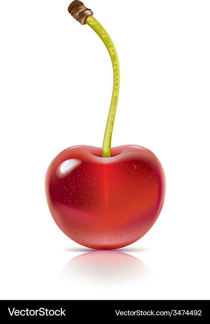 Sweet cherry Royalty Free Vector Image - VectorStock