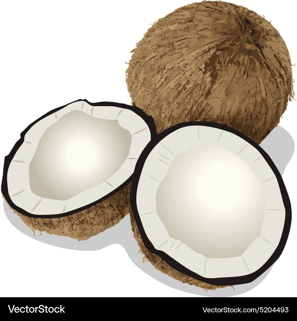 Coconut Royalty Free Vector Image - VectorStock