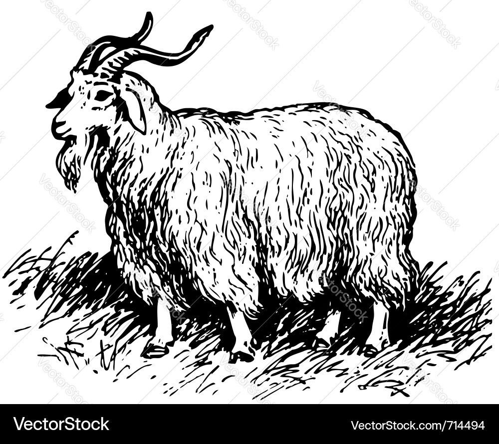 Angora goat Royalty Free Vector Image - VectorStock