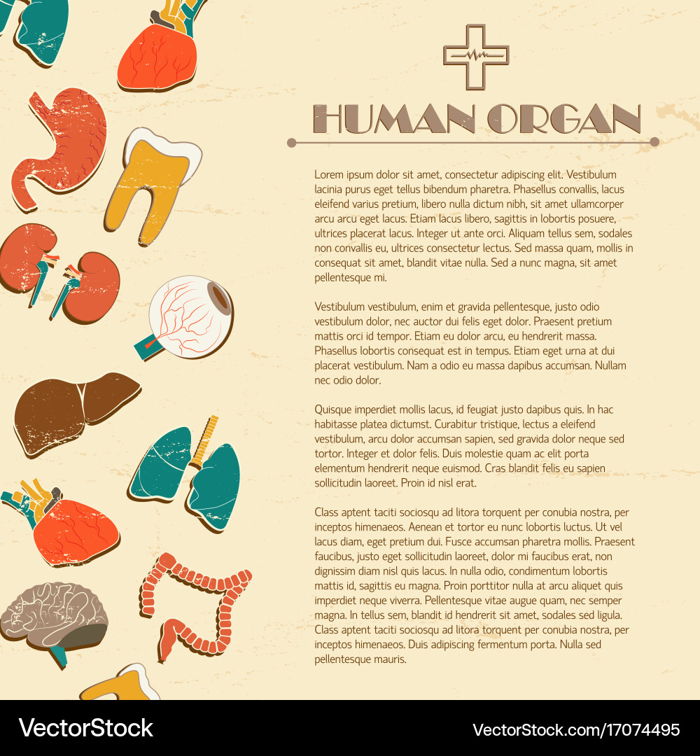 Human internal organs background Royalty Free Vector Image