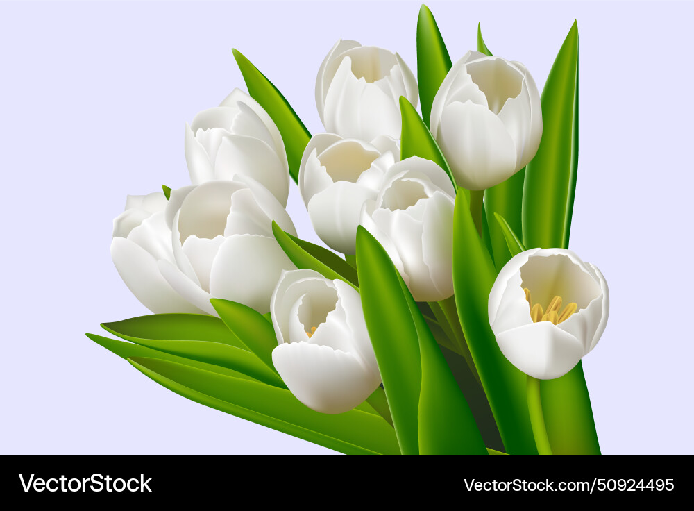White tulips bouquet Royalty Free Vector Image