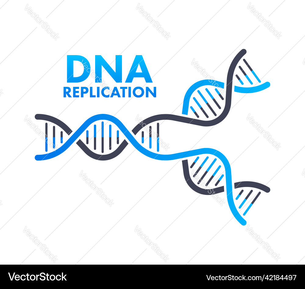 Dna replication molecules molecular biology Vector Image