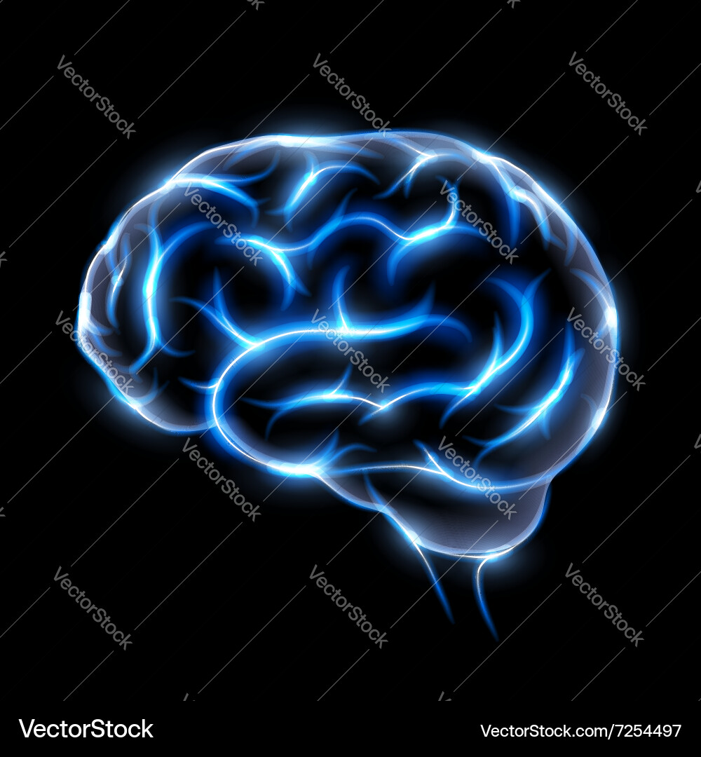 Human brain stock Royalty Free Vector Image - VectorStock