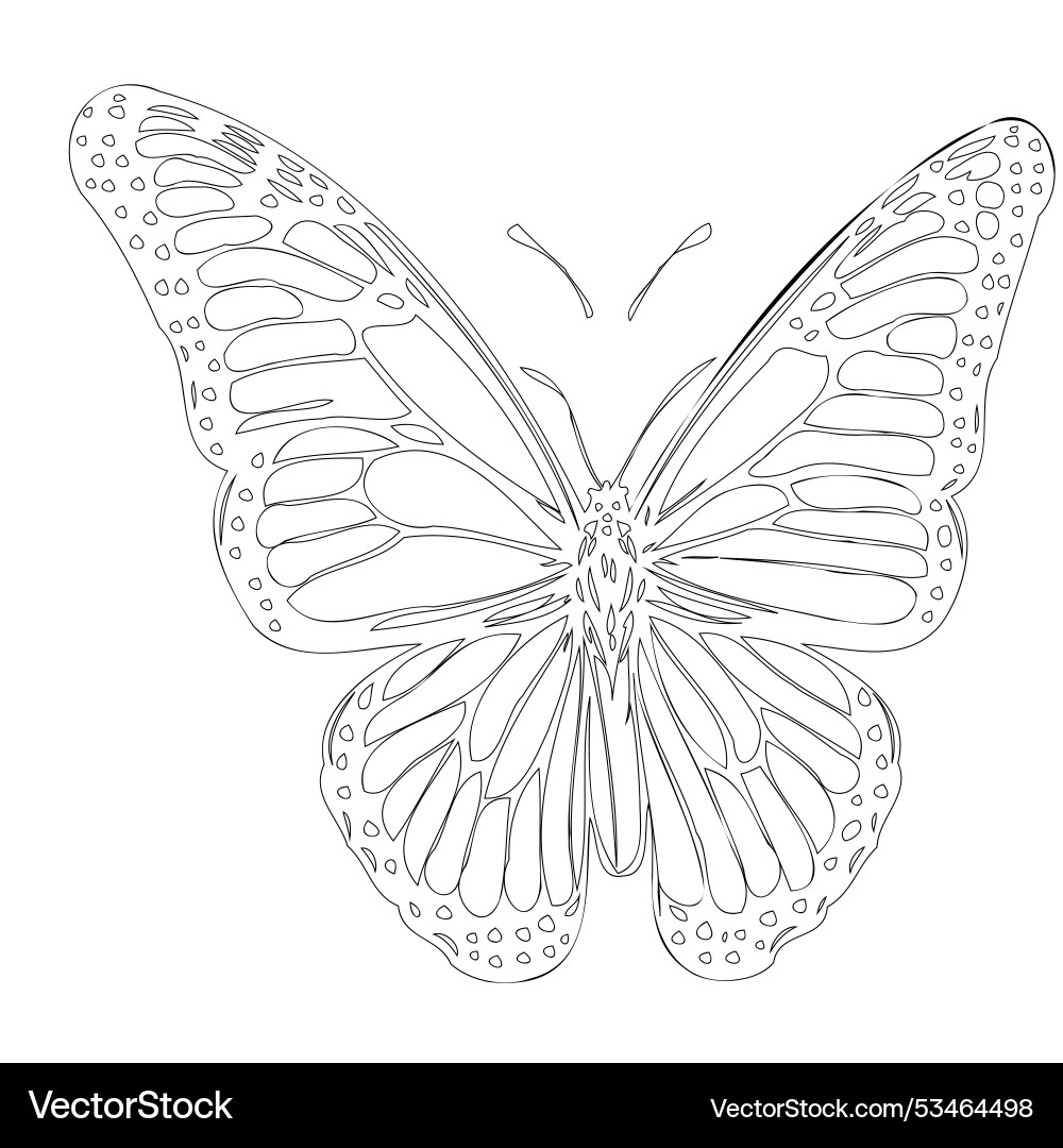 Butterfly animal outline sketch Royalty Free Vector Image