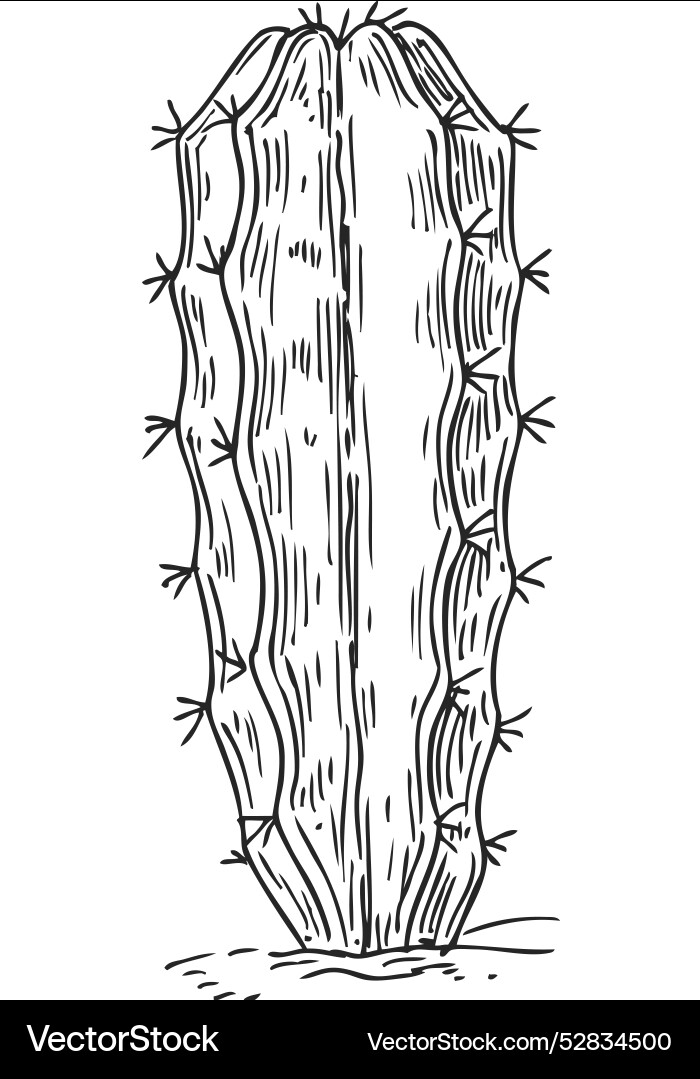 Desert cactus drawing wild plant succulent Vector Image