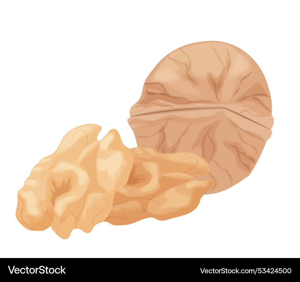 Realistic walnut Royalty Free Vector Image - VectorStock