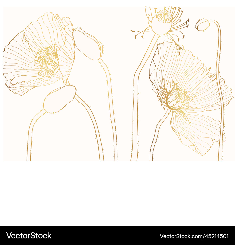 Flower line golden poppy background Royalty Free Vector