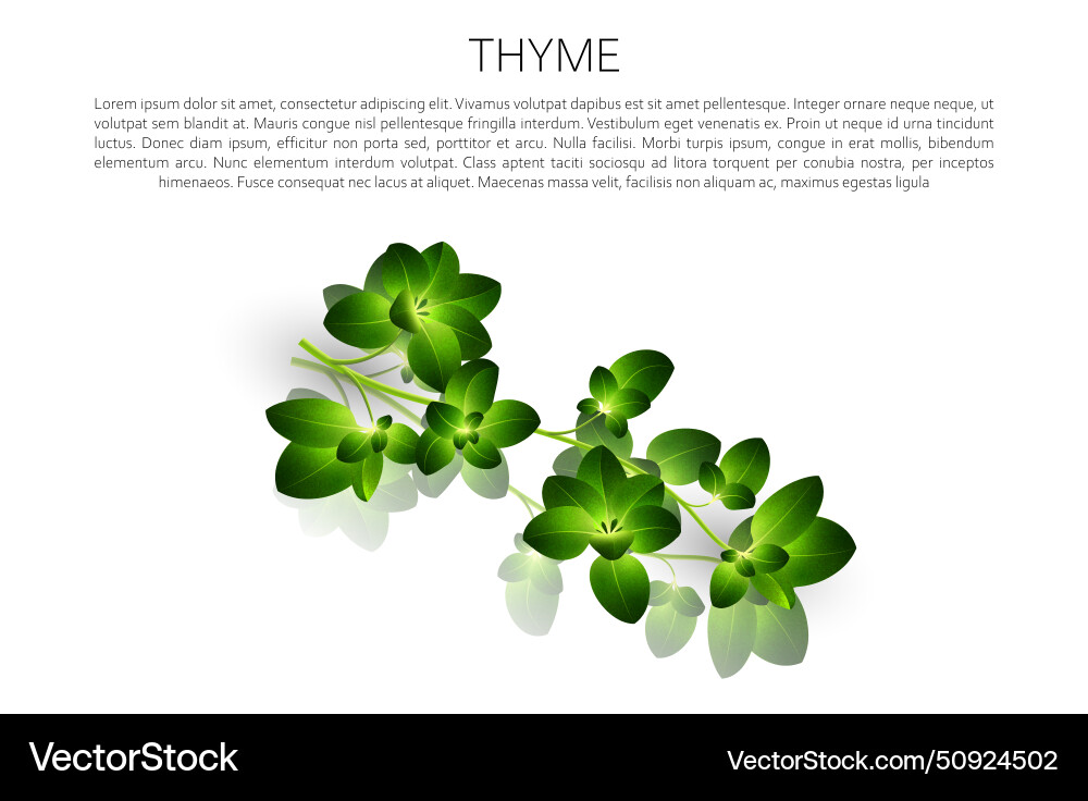 Thyme with reflection Royalty Free Vector Image