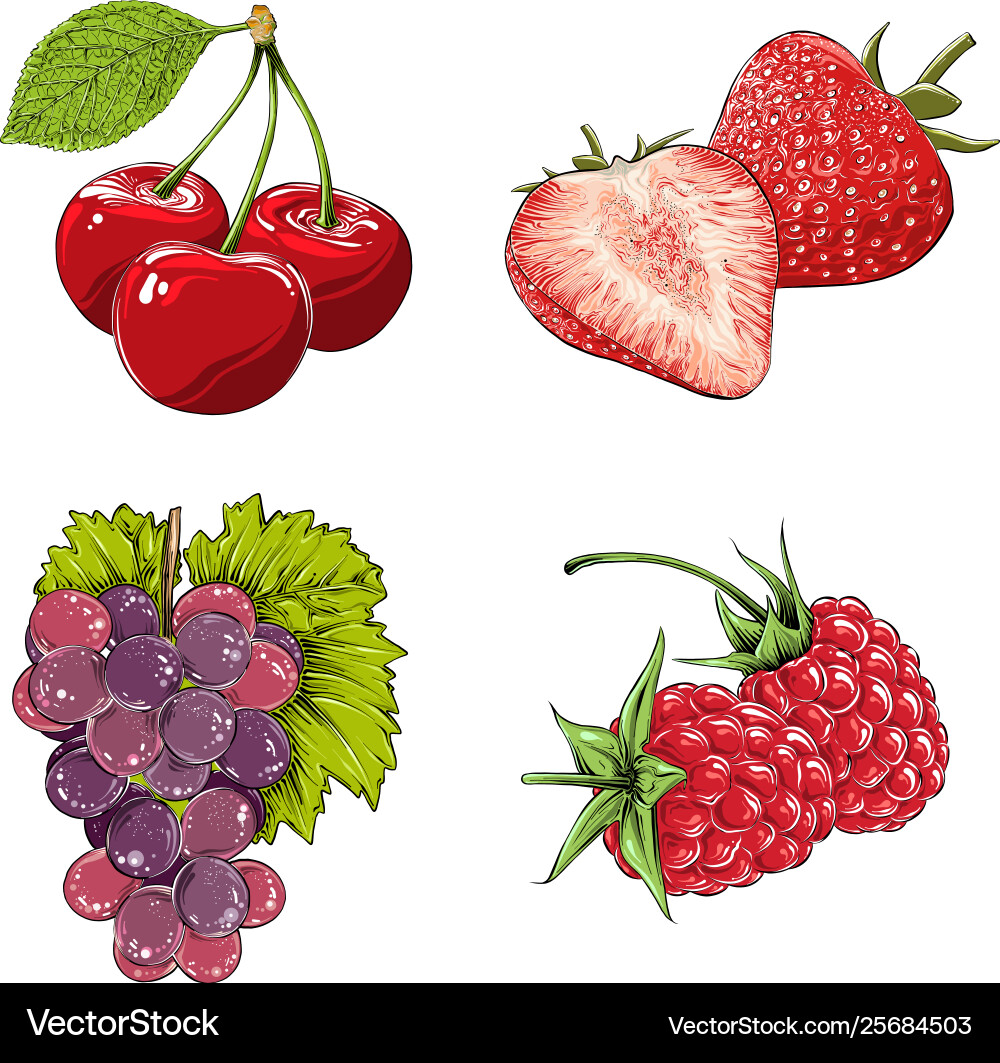 Set berries in color isolated on white Royalty Free Vector