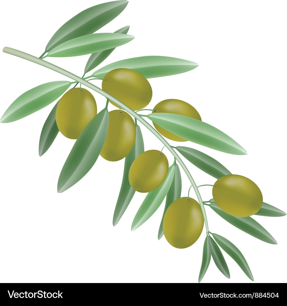 Olives Royalty Free Vector Image - VectorStock