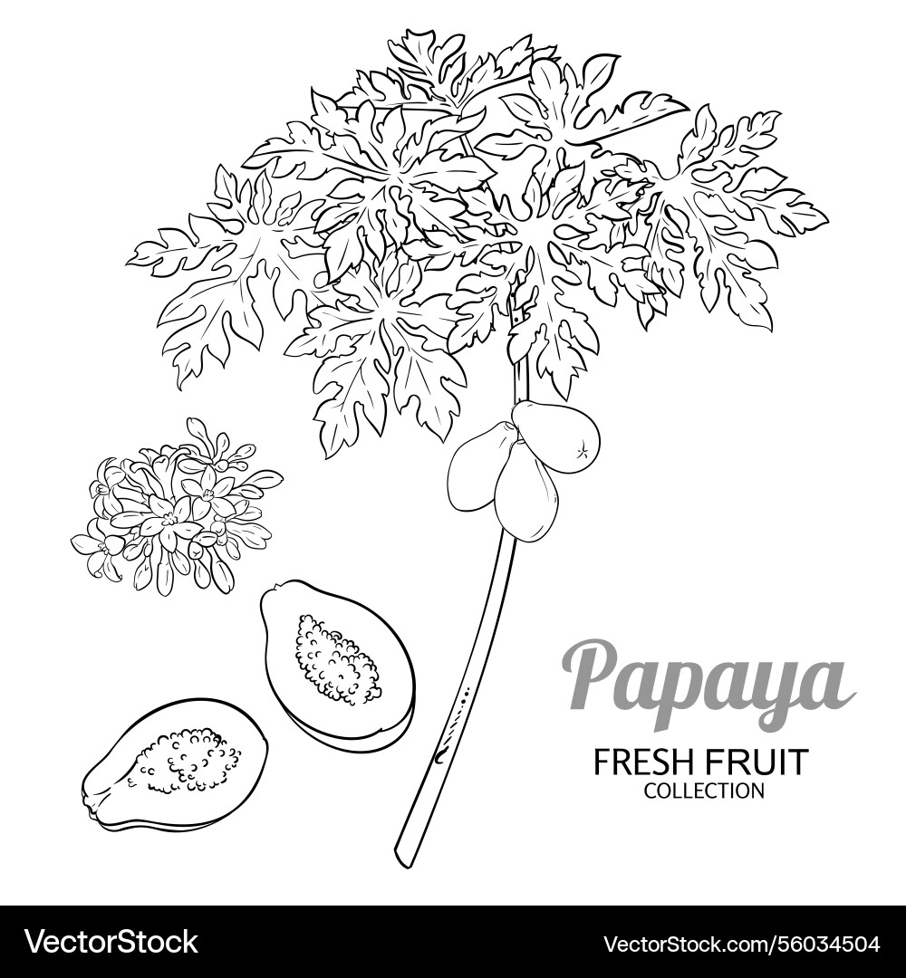 Papaya plant outline Royalty Free Vector Image