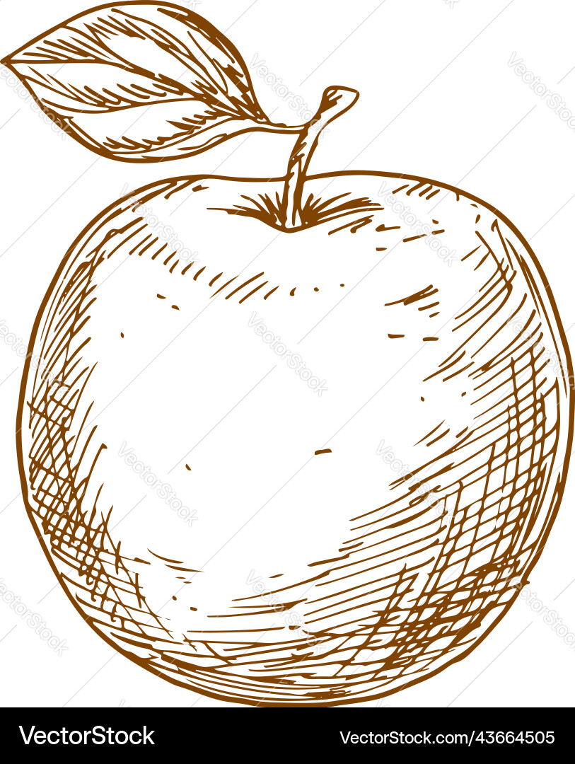 Apple fruit with leaf isolated sketch Royalty Free Vector