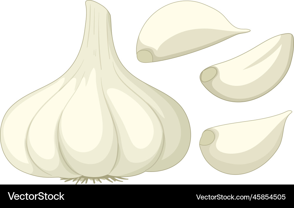 Garlic in cartoon style isolated Royalty Free Vector Image