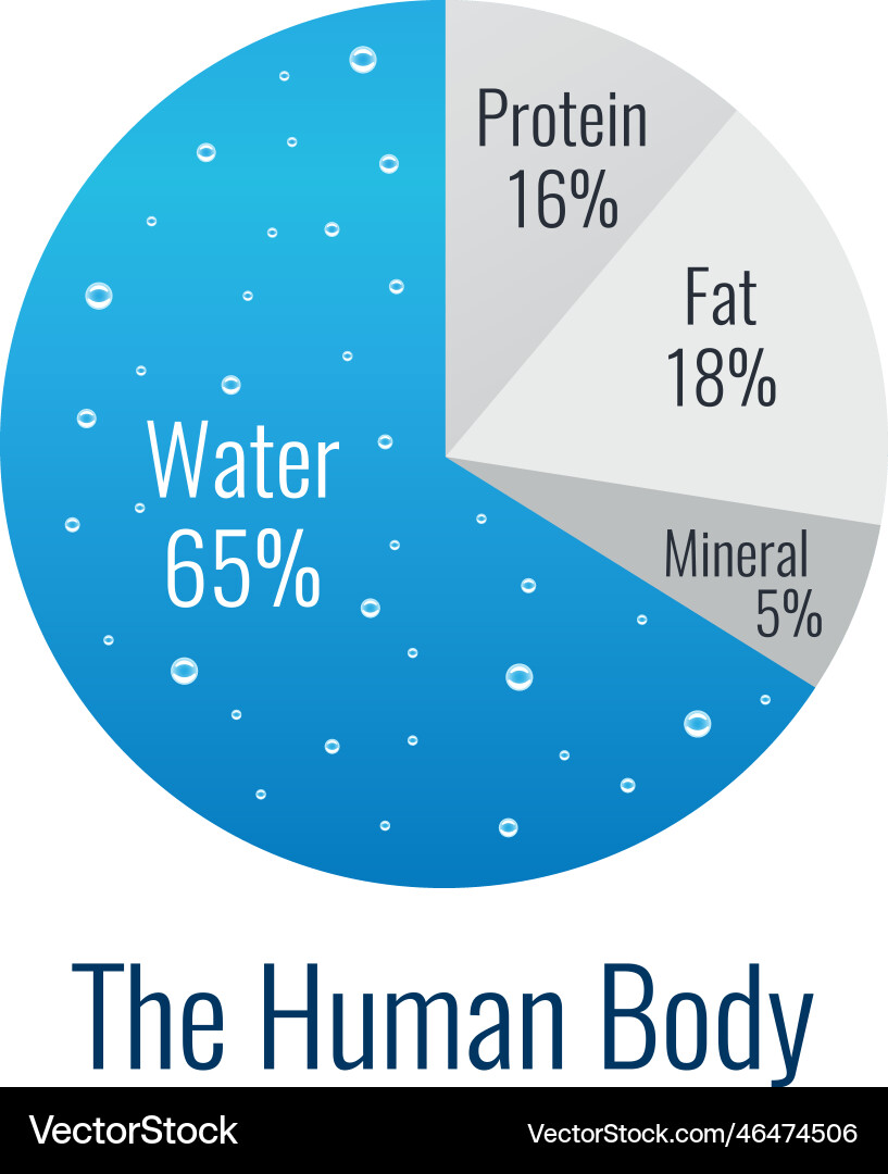 Human body composition Royalty Free Vector Image