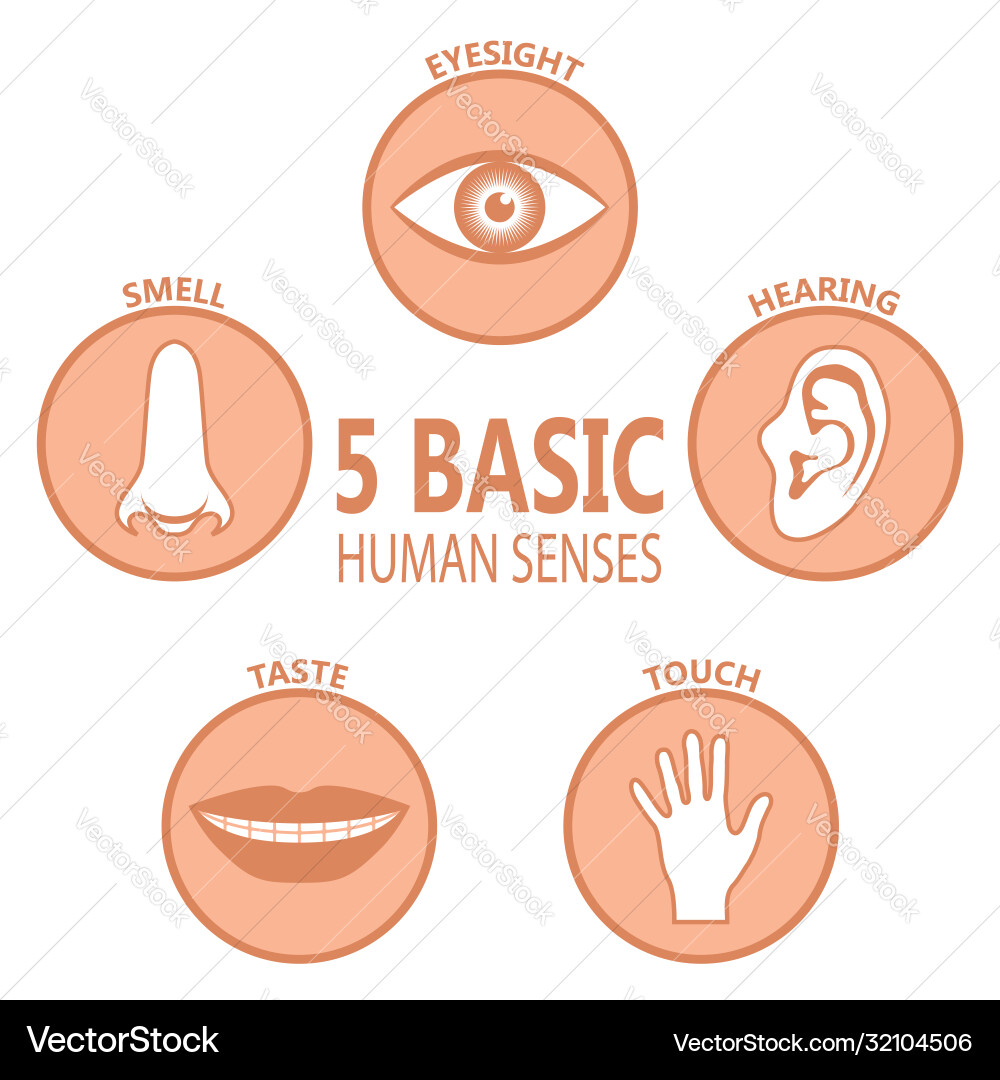Human senses Royalty Free Vector Image - VectorStock