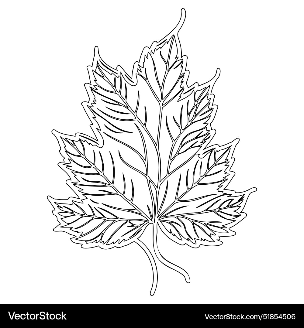 Maple leaf floral outline sketch Royalty Free Vector Image
