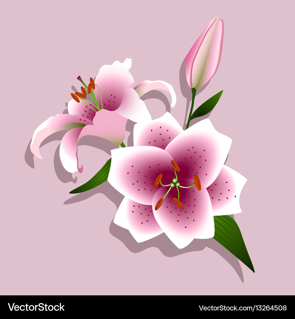 Pink lilies on a white background Royalty Free Vector Image