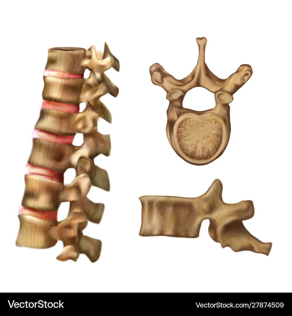 Skeleton spine structure 6th vertebra Royalty Free Vector