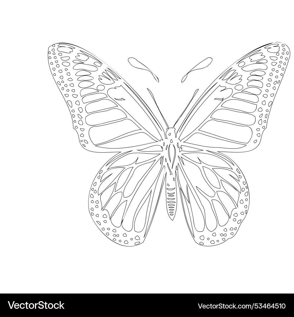 Butterfly animal outline sketch Royalty Free Vector Image