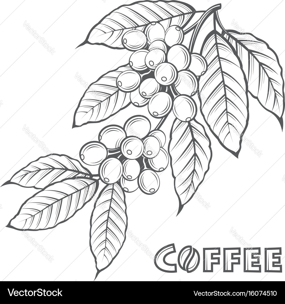 Coffee Branch with Beans Royalty Free Vector Image