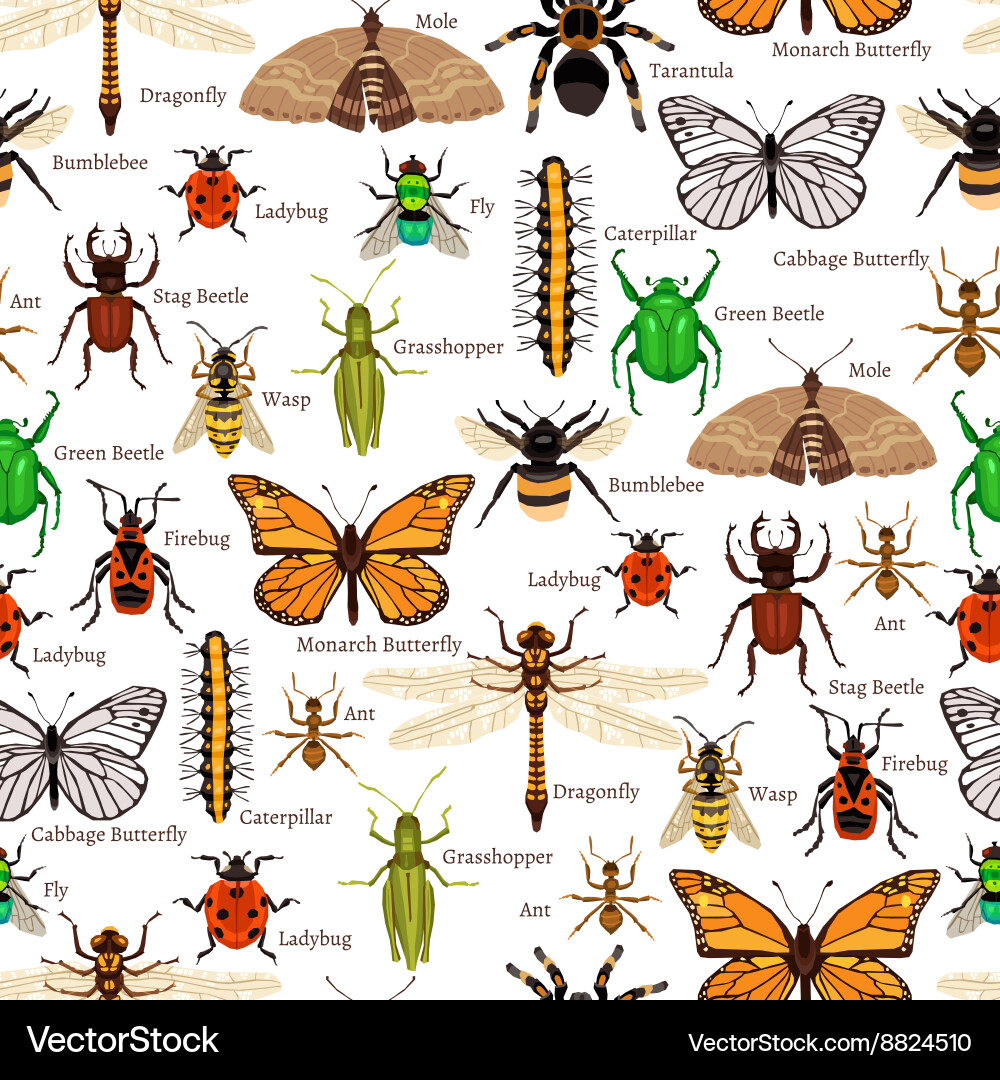 Insects seamless pattern Royalty Free Vector Image