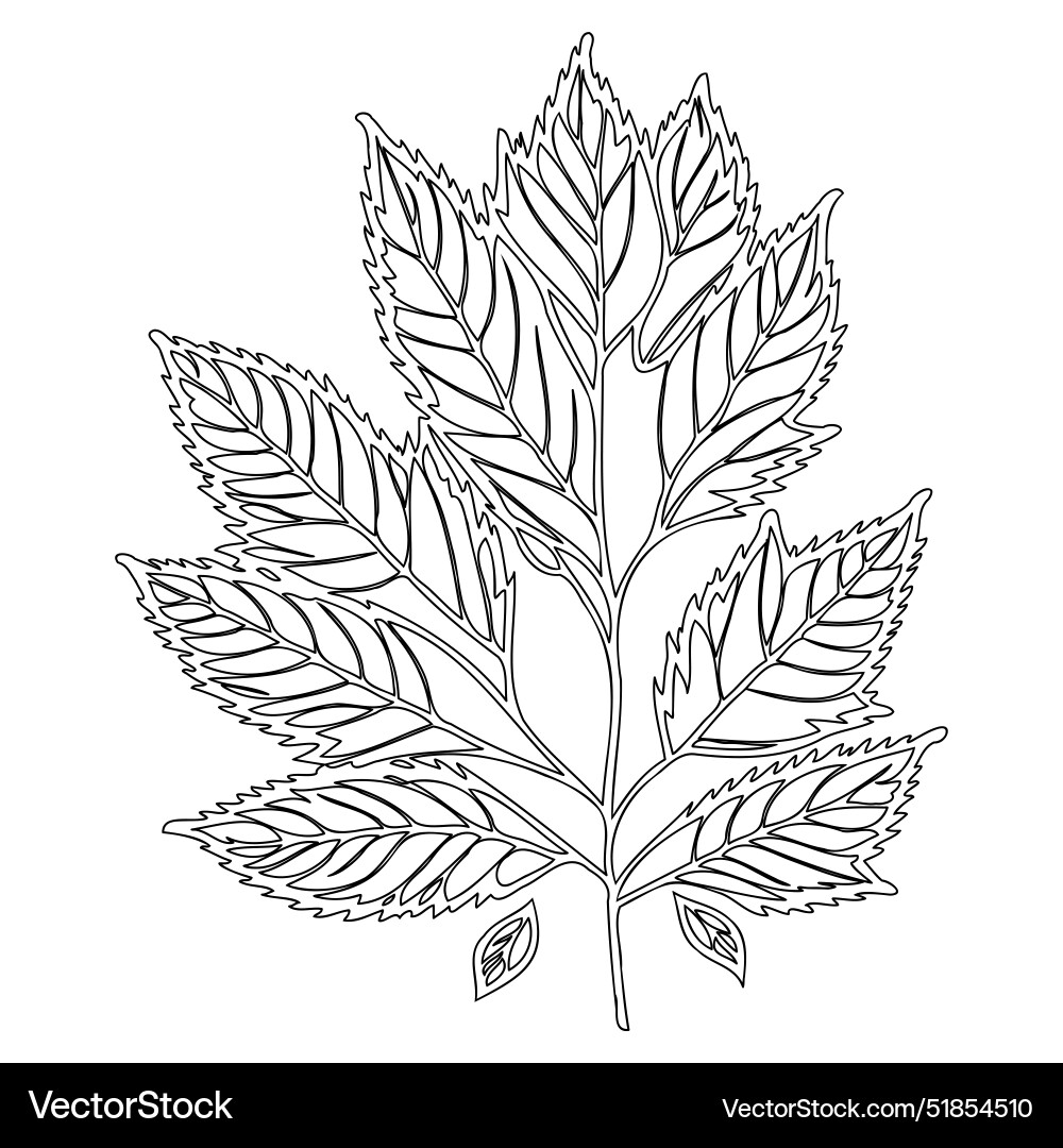 Maple leaf floral outline sketch Royalty Free Vector Image