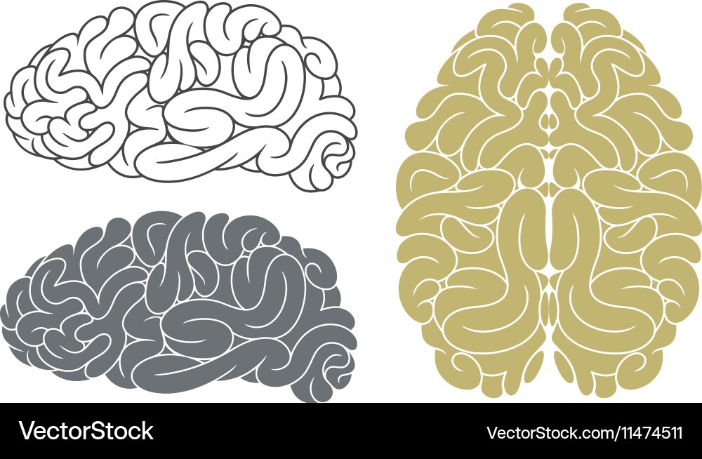 Brain head mind Royalty Free Vector Image - VectorStock