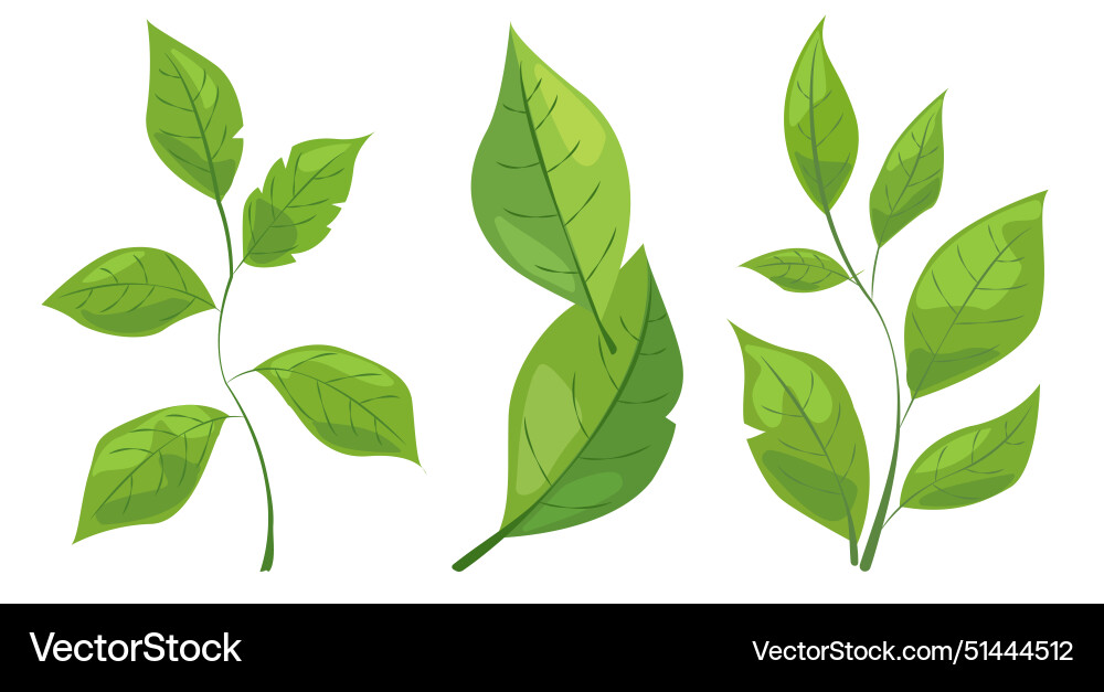 Featuring eight different types of green leaves Vector Image