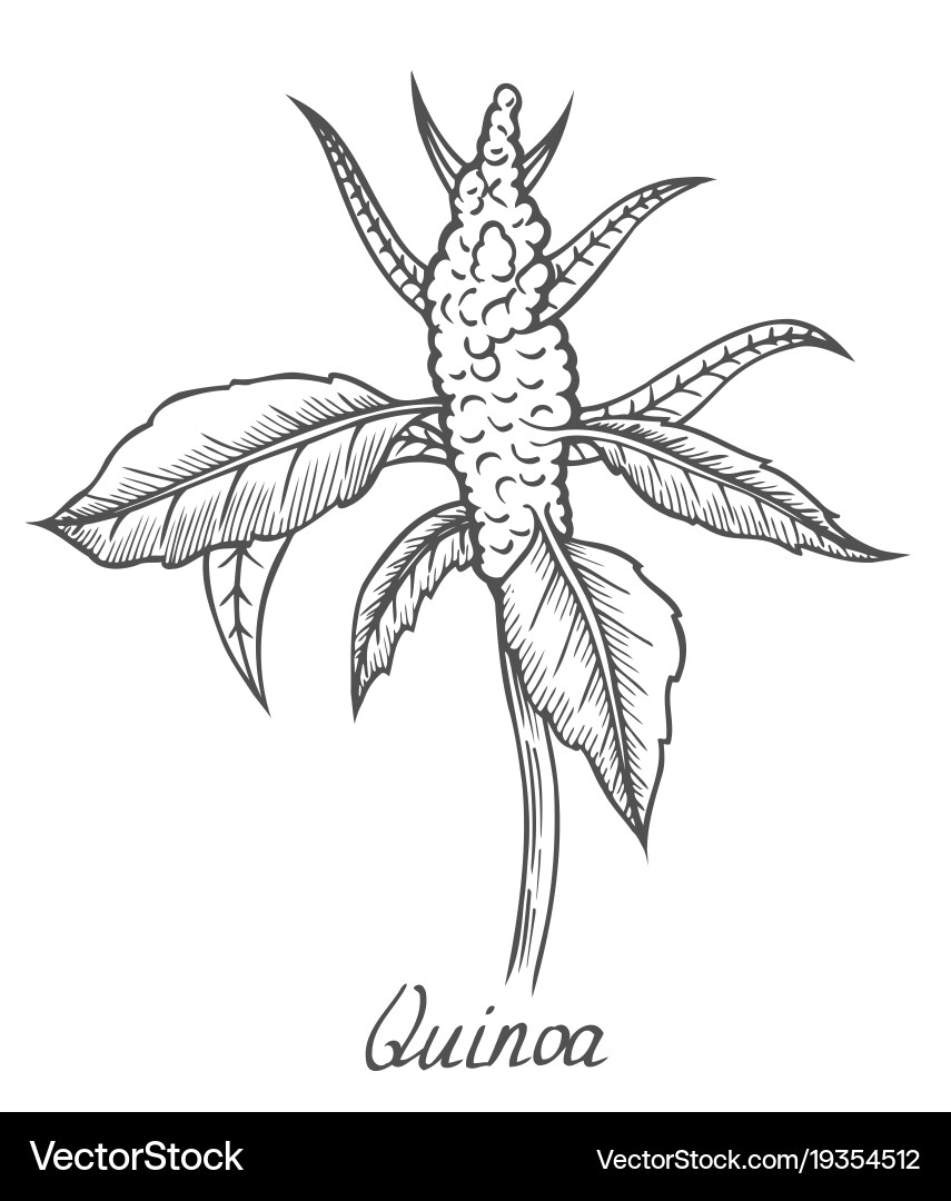 Quinoa seed branch Royalty Free Vector Image - VectorStock