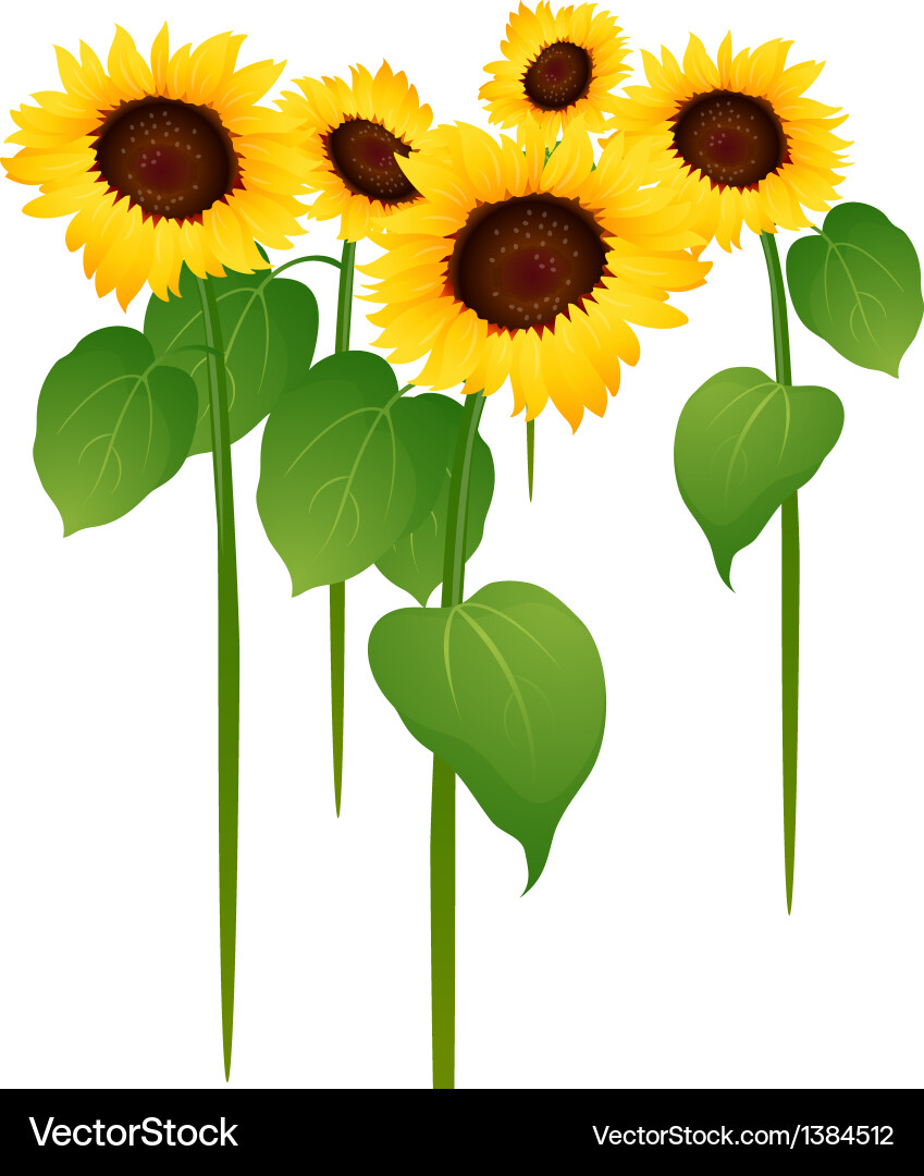 Single White Sunflower Icon Royalty Free Vector Image