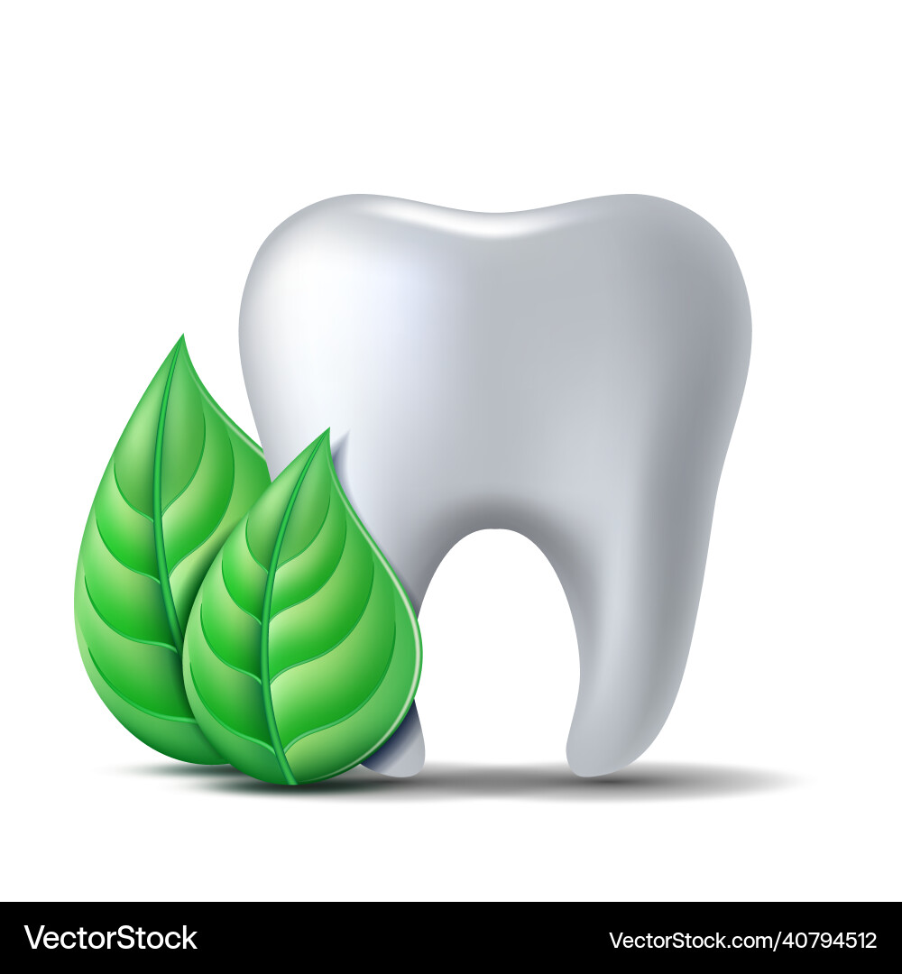 White tooth with green leaves fresh Royalty Free Vector