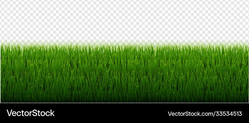 Green grass border with transparent background Vector Image