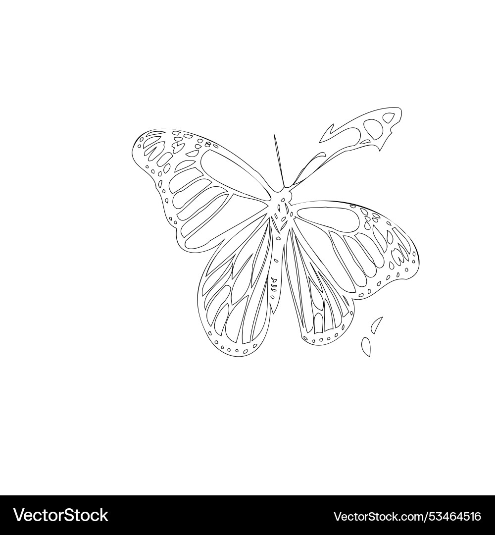 Butterfly animal outline sketch Royalty Free Vector Image
