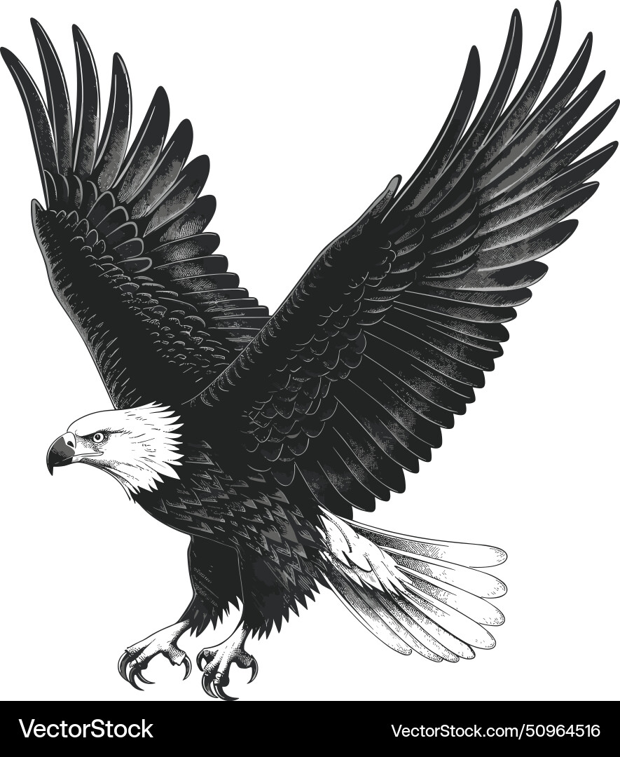Hunting bald eagle engraving flying eagles bird Vector Image