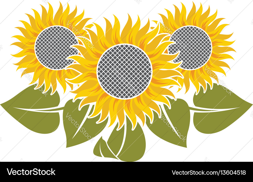 Flowers of sunflower Royalty Free Vector Image