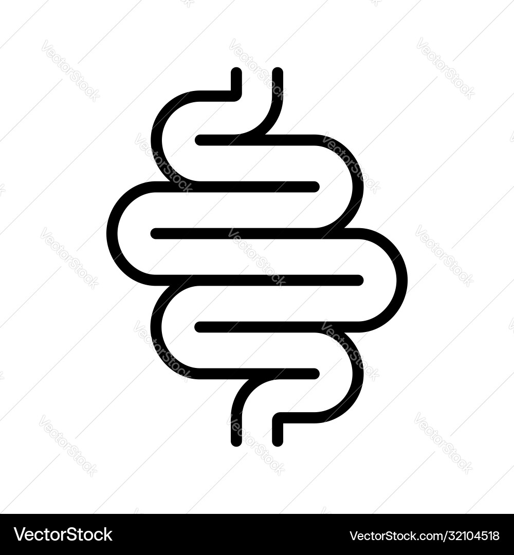 Intestine human Royalty Free Vector Image - VectorStock