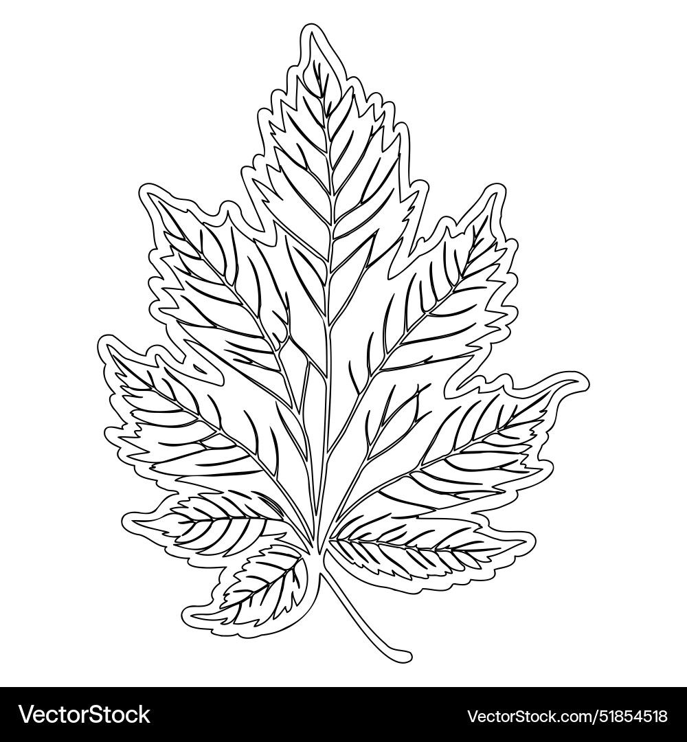 Maple leaf floral outline sketch Royalty Free Vector Image