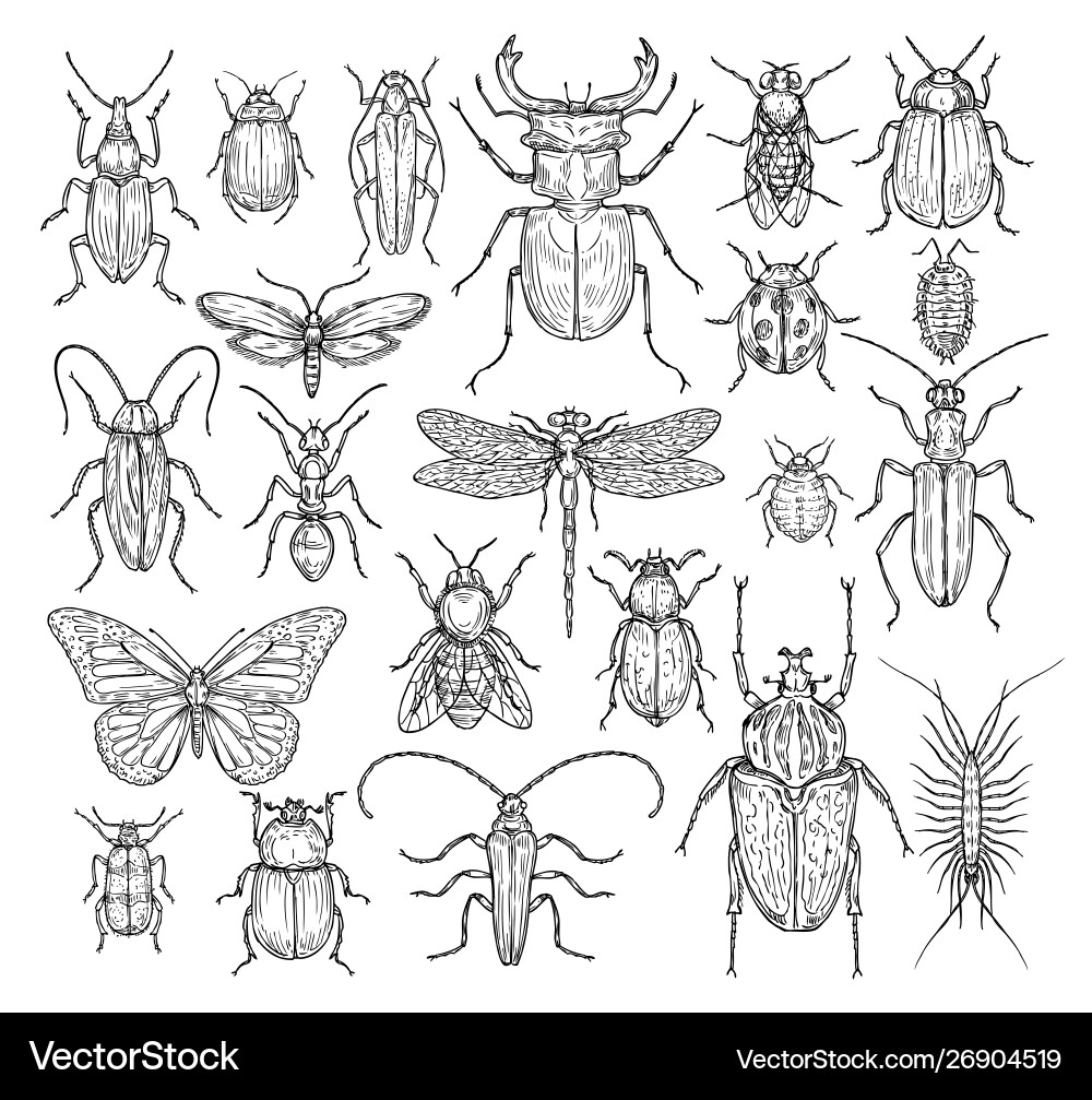 Insect Sketch Collection - Butterflies, Beetles