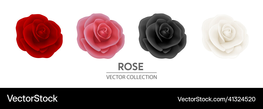 3d realistic flower rose icon set closeup Vector Image