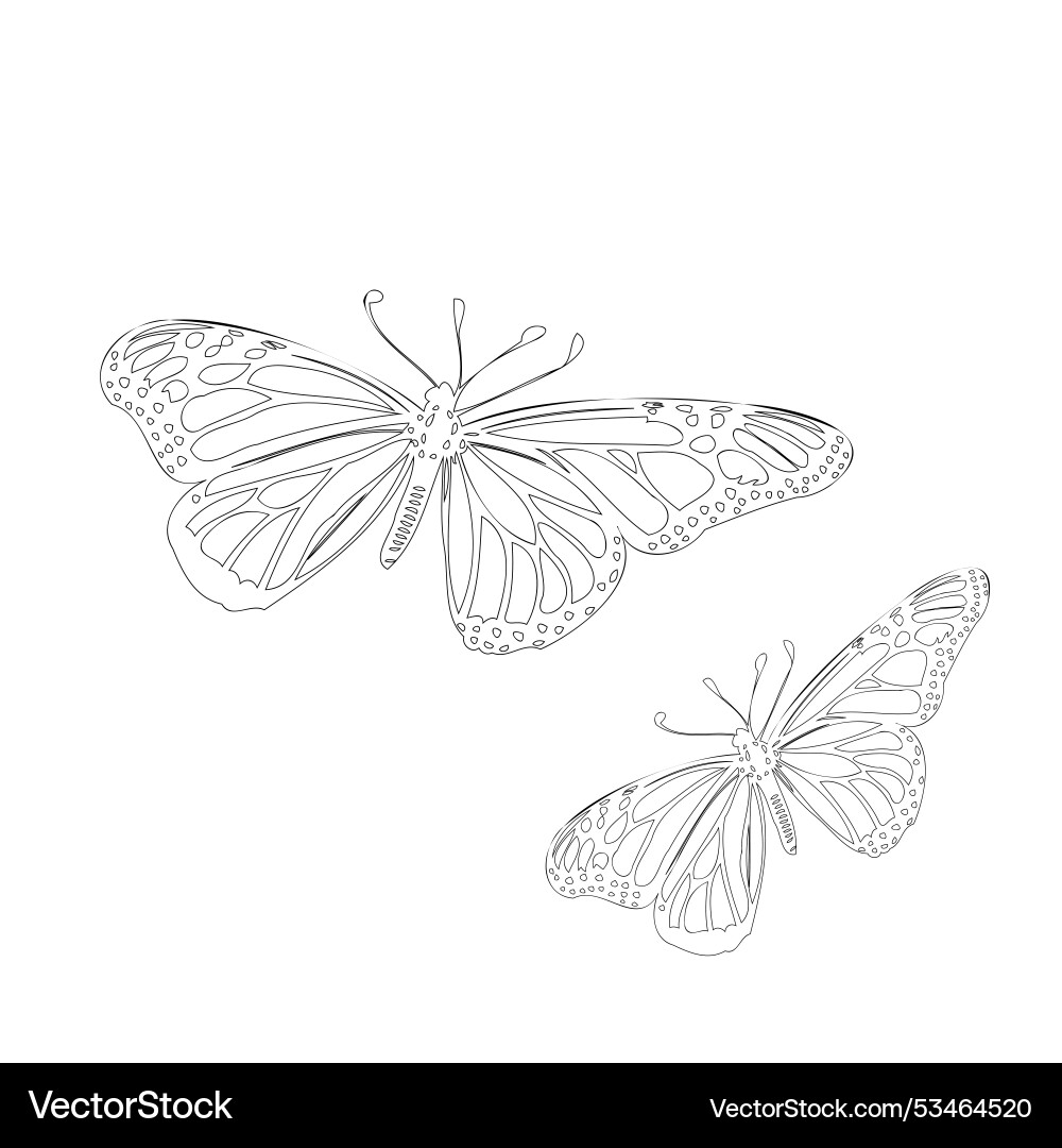 Butterfly animal outline sketch Royalty Free Vector Image