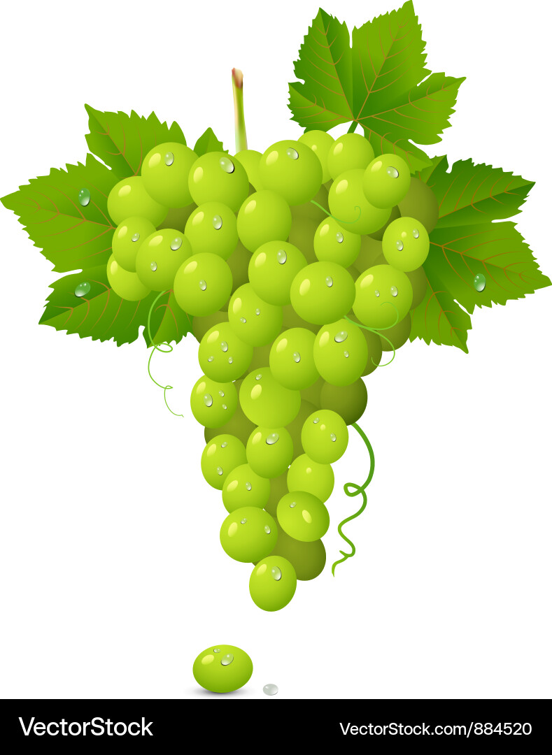 White grapes Royalty Free Vector Image - VectorStock