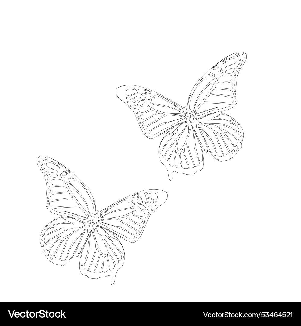 Butterfly animal outline sketch Royalty Free Vector Image