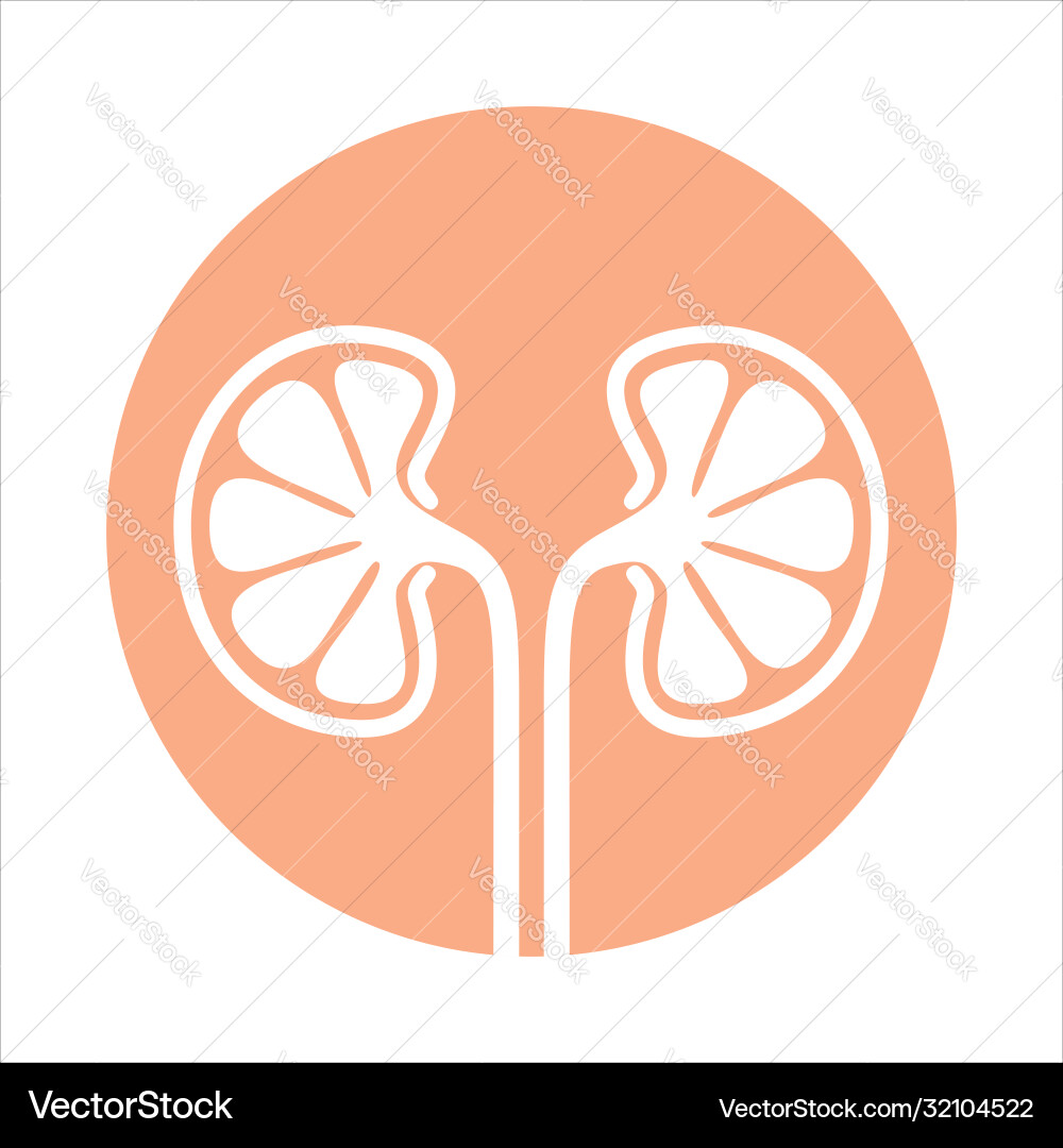 Kidney Royalty Free Vector Image - VectorStock