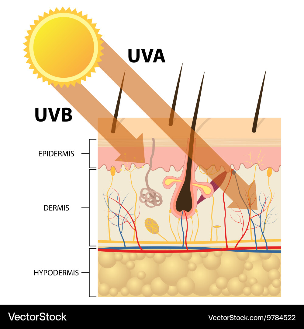 Sunscreen Vector Images (over 17,000)