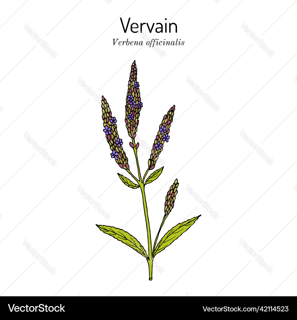 Common vervain verbena officinalis medicinal Vector Image