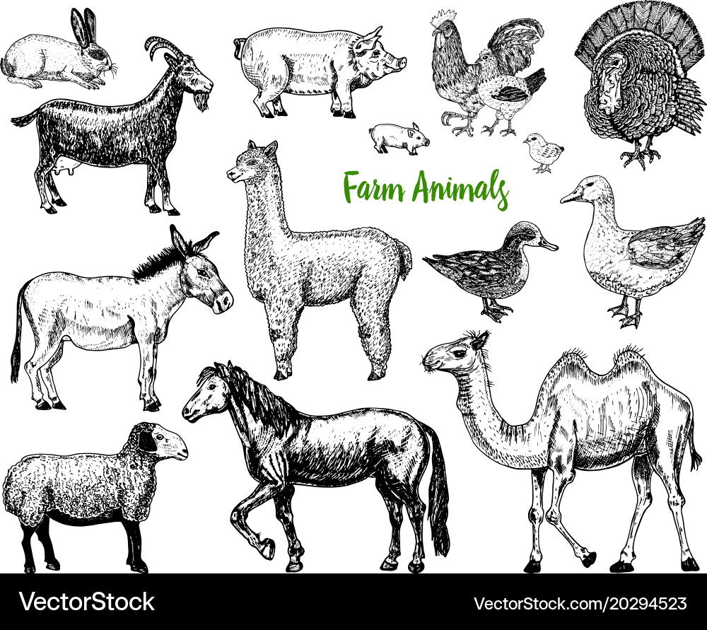 Farm Animals Sketch Set Royalty Free Vector Image