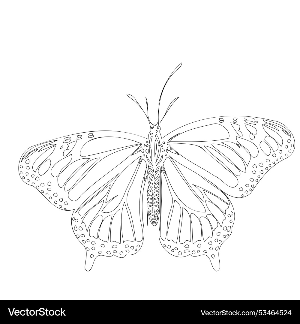 Butterfly animal outline sketch Royalty Free Vector Image