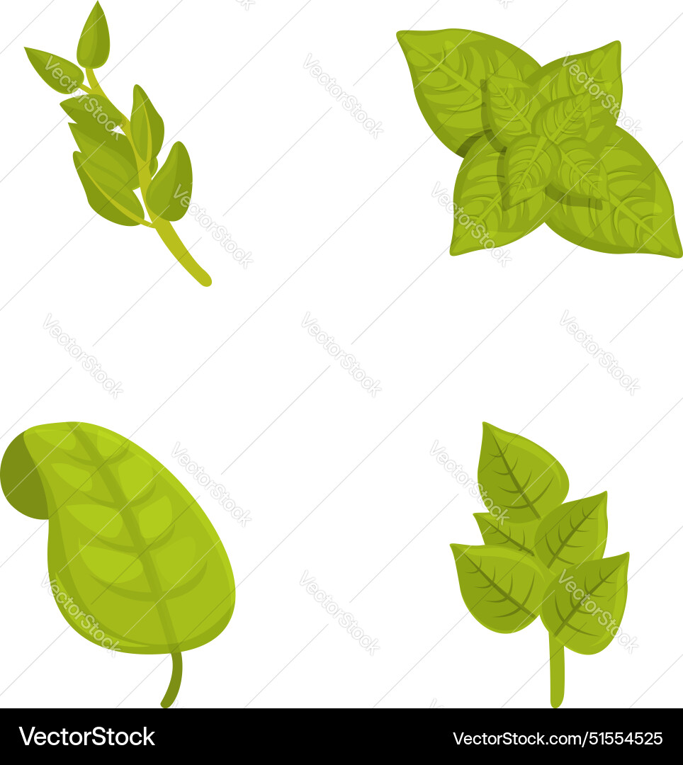 Basil icons set cartoon basil stem with Royalty Free Vector