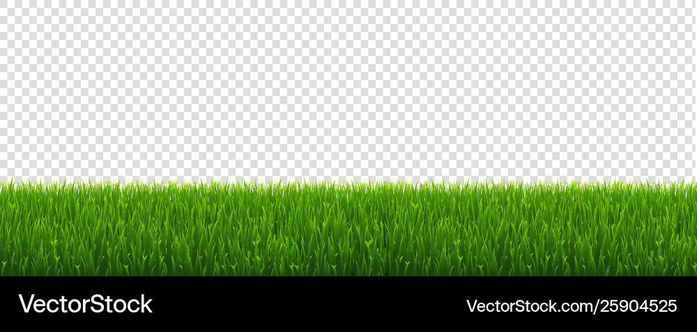 Green grass and transparent background Royalty Free Vector